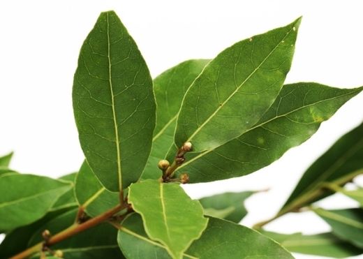 20+ hình nền lá nguyệt quế giúp bạn thu hút may mắn, tiền tài