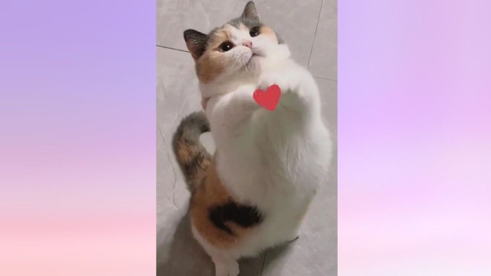 Meme thả tim thể hiện sự yêu thương quý mến của người gửi