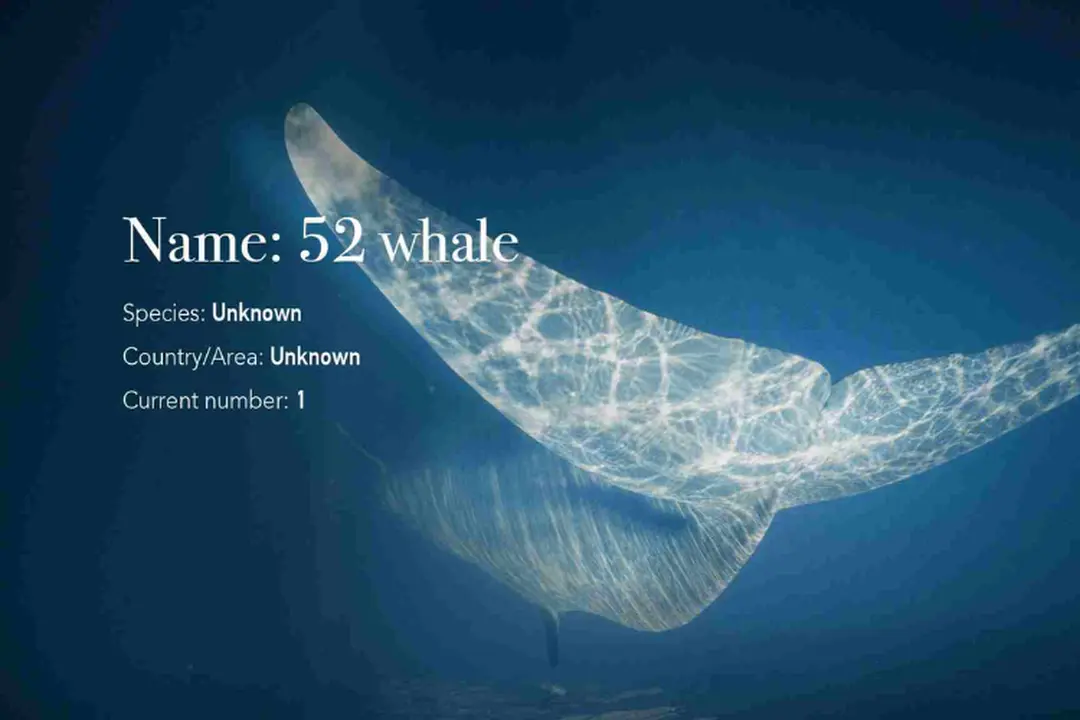 52Hz là gì? Giải mã về chú cá voi 52 hertz cô đơn nhất đại dương