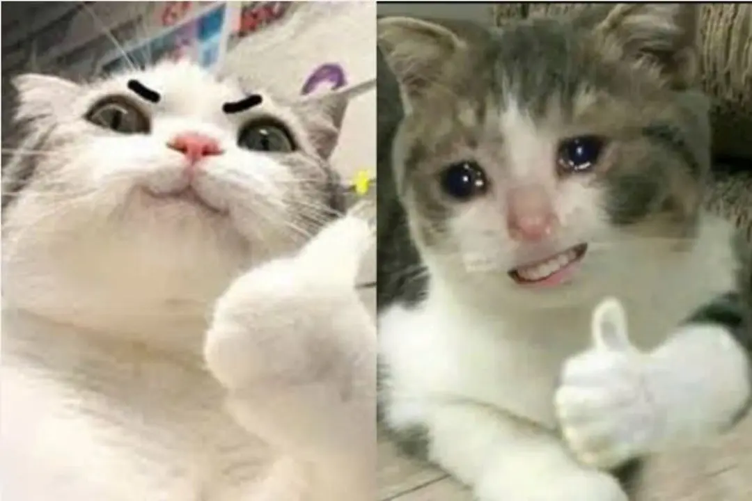 Cười vỡ bụng với bộ sưu tập meme giơ tay siêu hài hước: Bạn đã xem hết ...