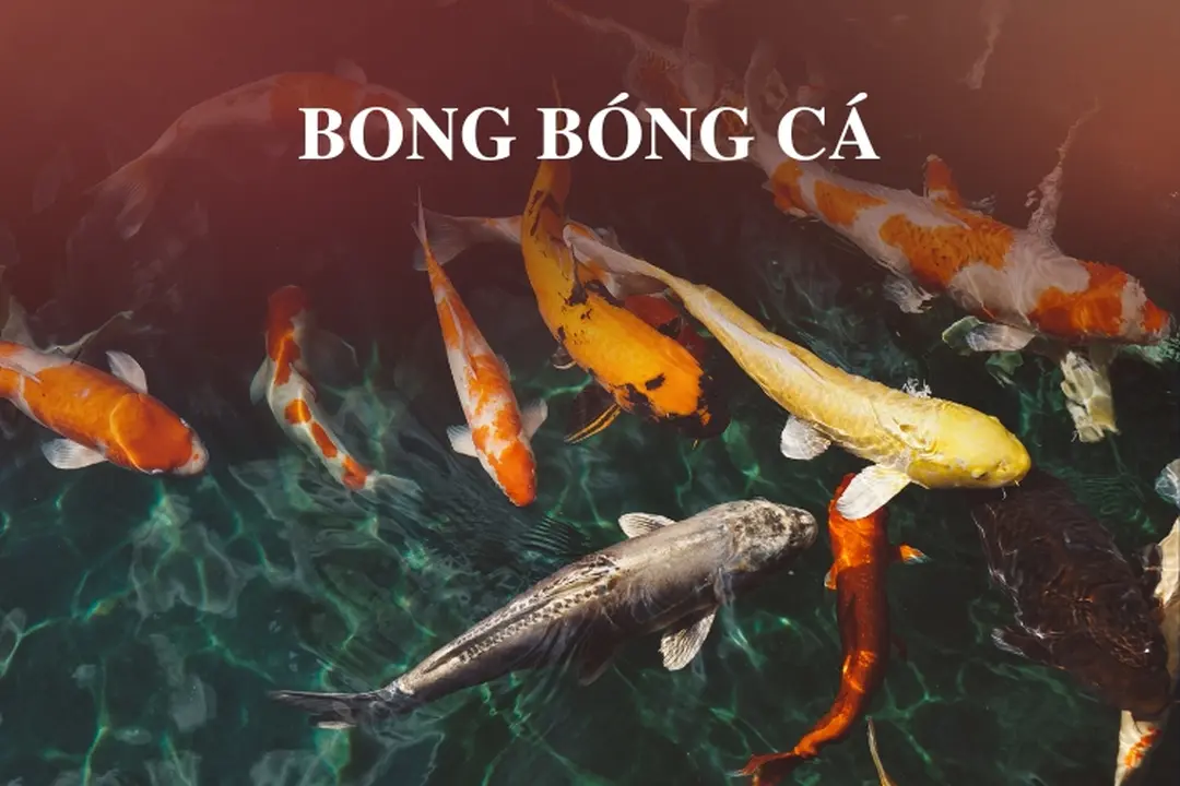 Bong bóng cá là gì? Lợi ích và những món ăn từ bong bóng cá