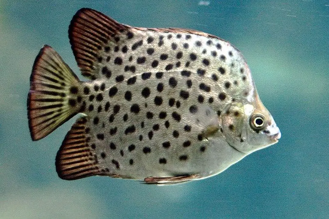 Cá hói là cá gì? Một số lưu ý bạn cần biết khi ăn cá hói