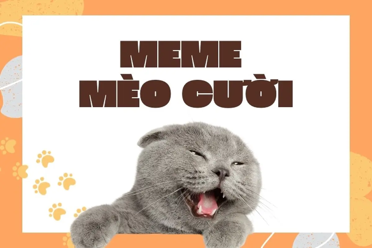 100+ ảnh meme mèo cười đểu, cười mỉm cute hài hước nhất 2024