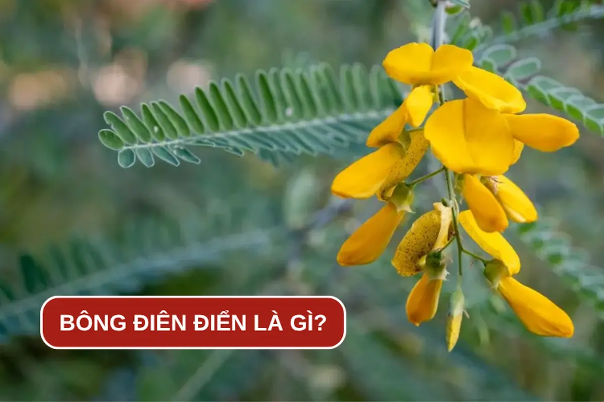 Bông điên điển là gì? Các món ngon chế biến từ bông điên điển