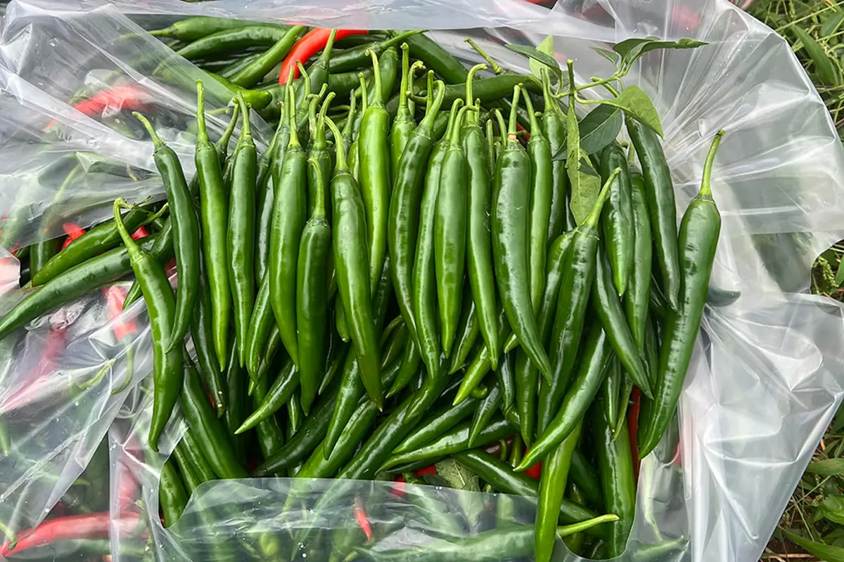 Ớt sừng xanh: gia vị tự nhiên giúp món ăn thêm đậm đà và hấp dẫn hơn