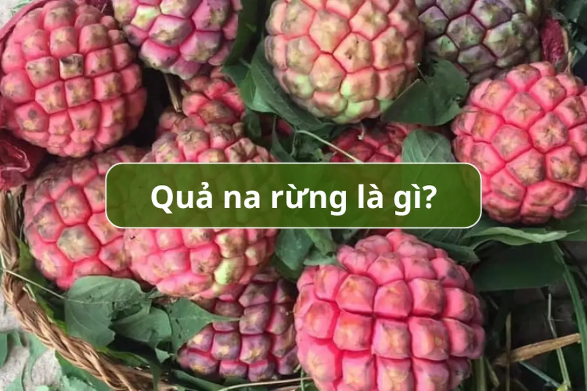Quả na rừng là gì? Công dụng của quả na rừng đối với sức khỏe