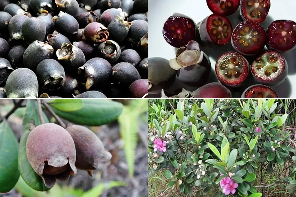 Lợi ích sức khỏe từ quả sim tím và cách sử dụng bạn nên biết