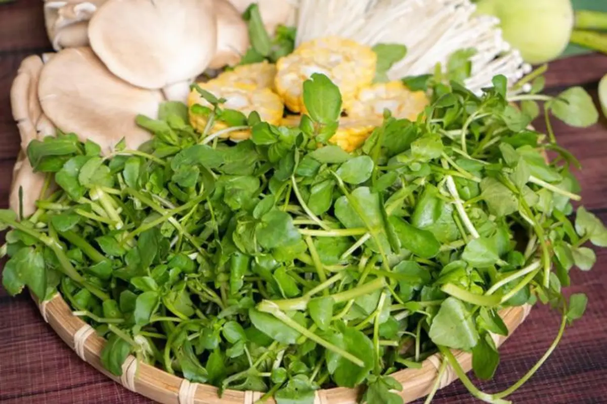 Khám phá ngay các loại rau ăn lẩu gà ớt hiểm cực kỳ ngon và bổ