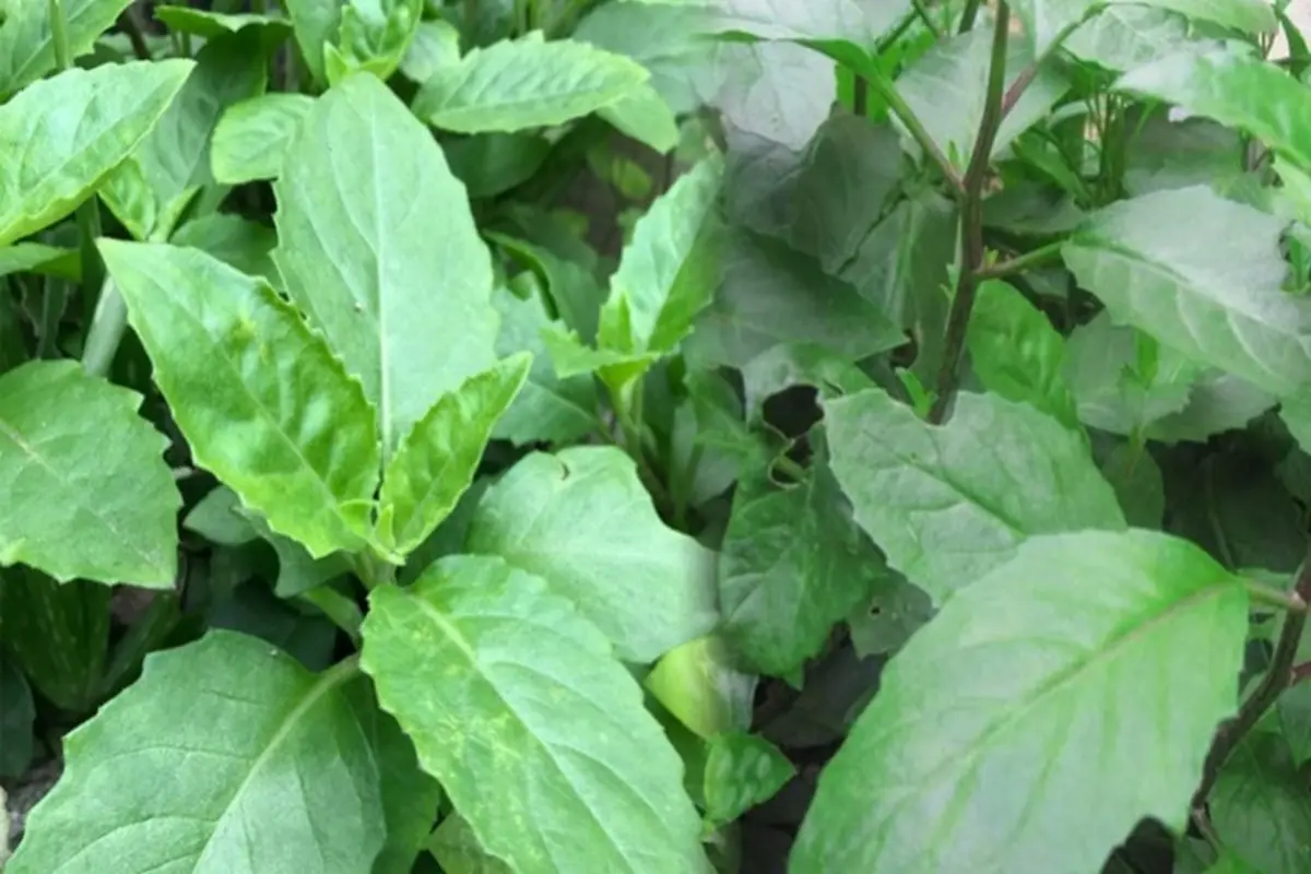 Rau bầu đất: Đặc điểm, công dụng dược liệu và cách trồng, chăm sóc hiệu quả