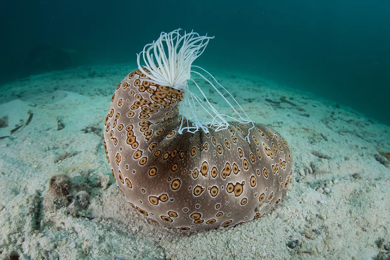 Hải sâm là gì? Tại sao nó lại được mệnh danh là “thần dược”?