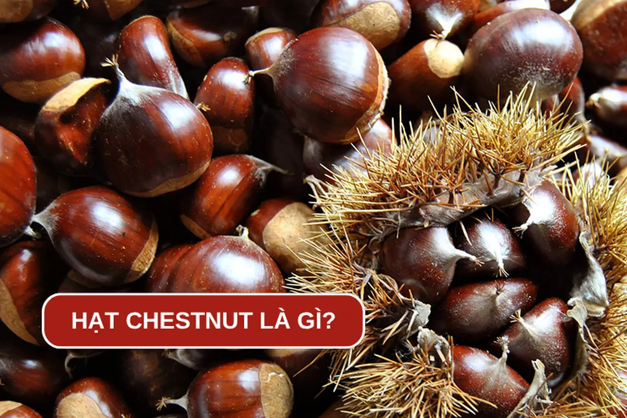 Hạt chestnut là gì? Đặc điểm và các lợi ích sức khỏe