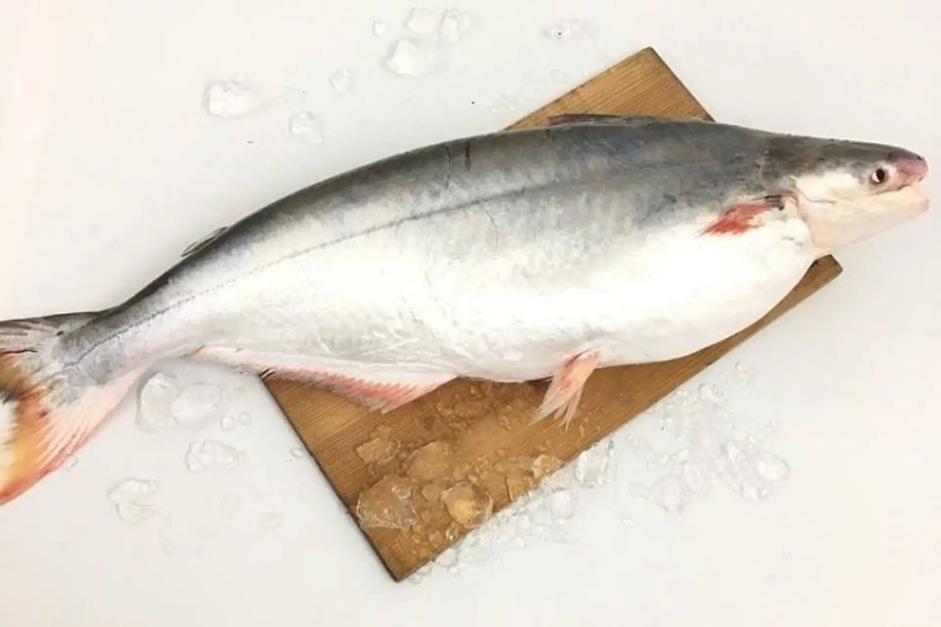 Cá bông lau là gì? Cách phân biệt bông lau và cá mú đơn giản