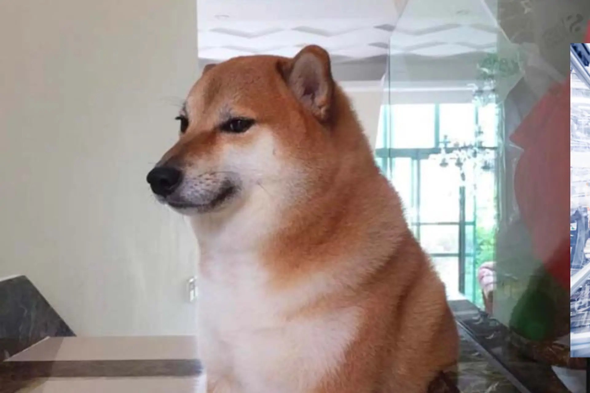 Cheems meme là gì? Tổng hợp các cheems meme hài hước nhất