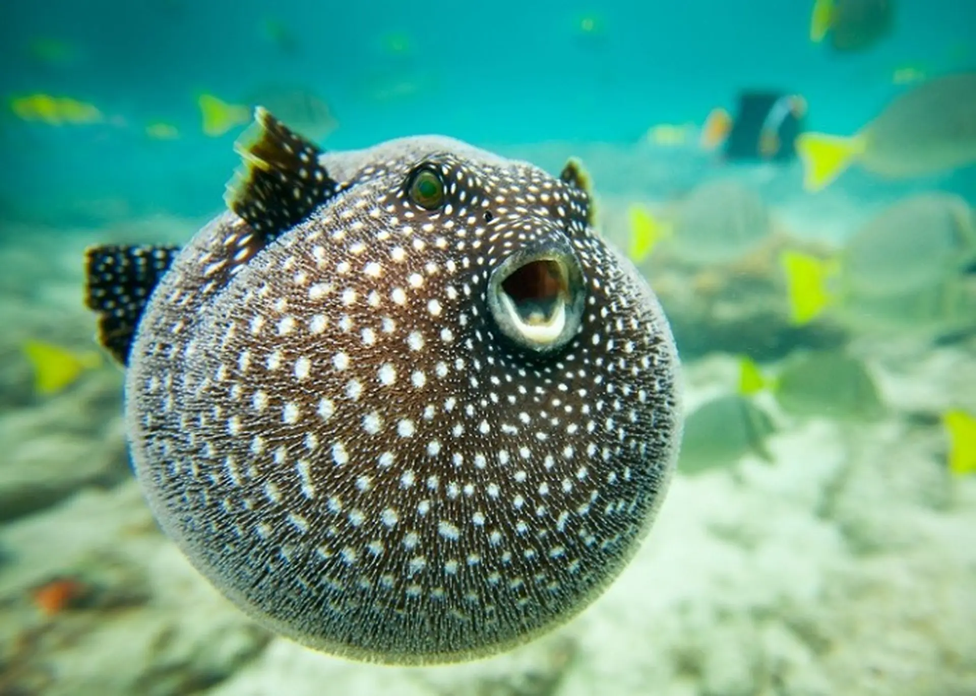 The Fun Fact About Pufferfish and Dolphins: Nature’s Unlikely Party ...