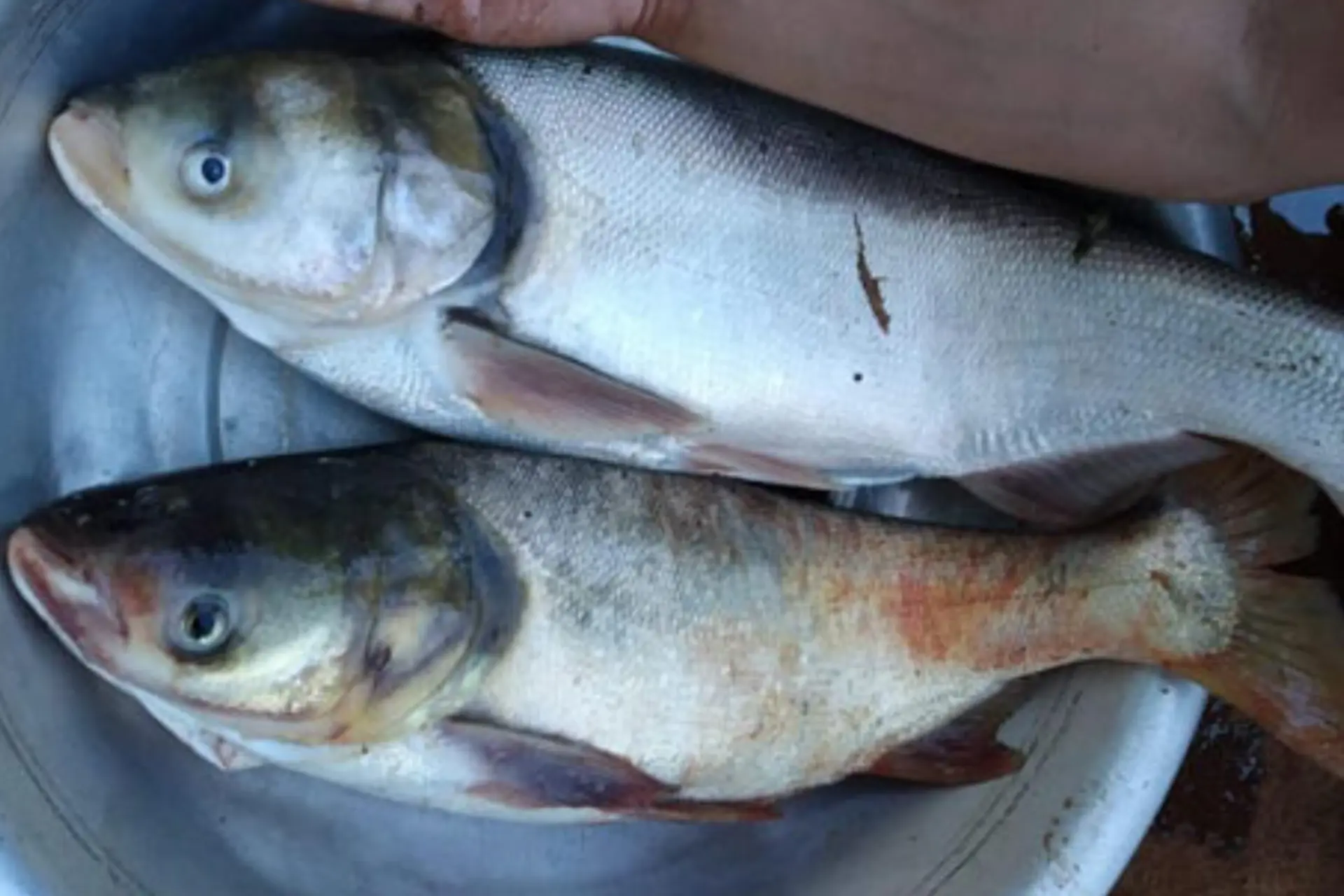 Cá mè là loài cá gì? Ăn cá mè có tốt cho sức khỏe không?