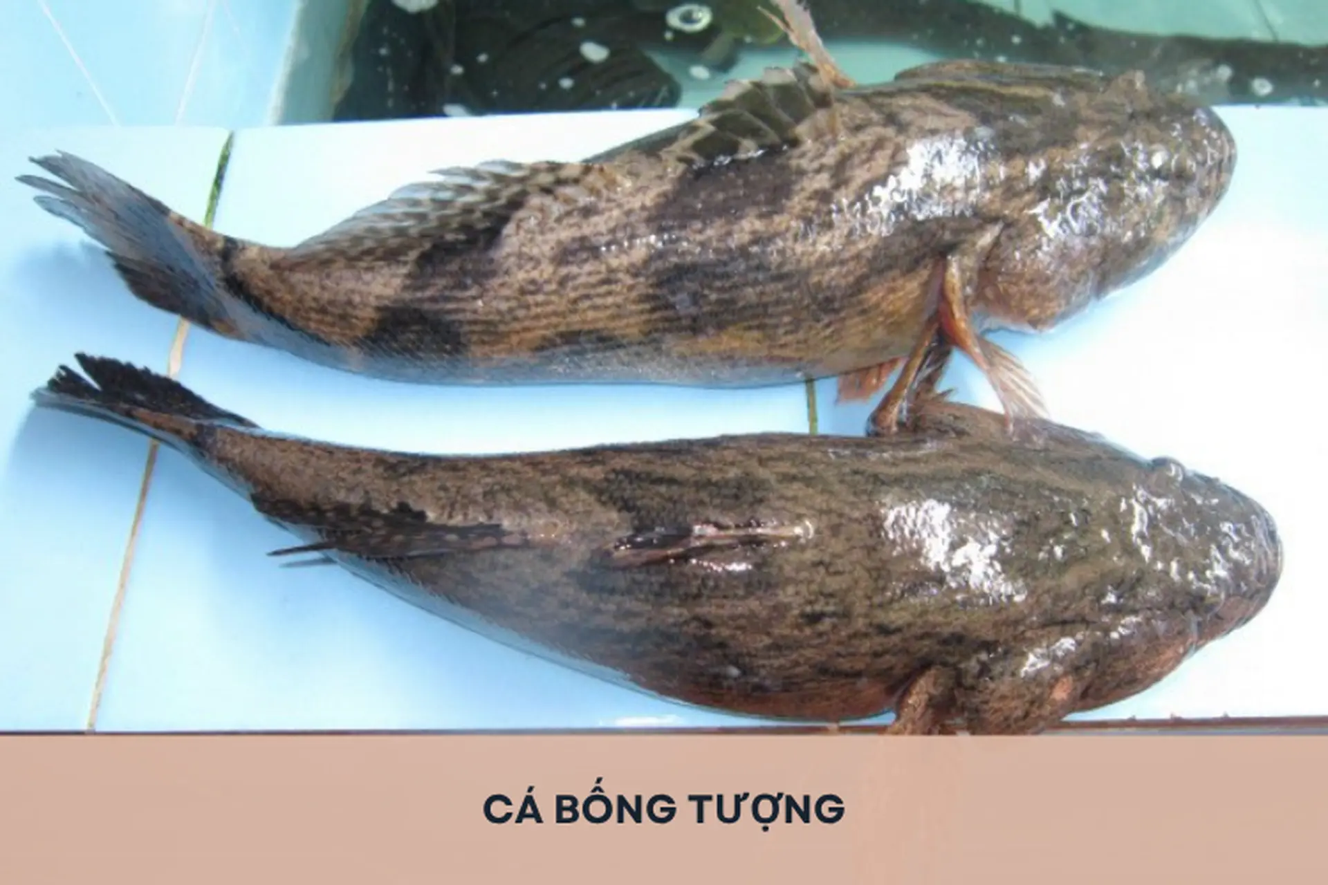 Cá bống tượng là cá gì? Các công thức chế biến món ngon
