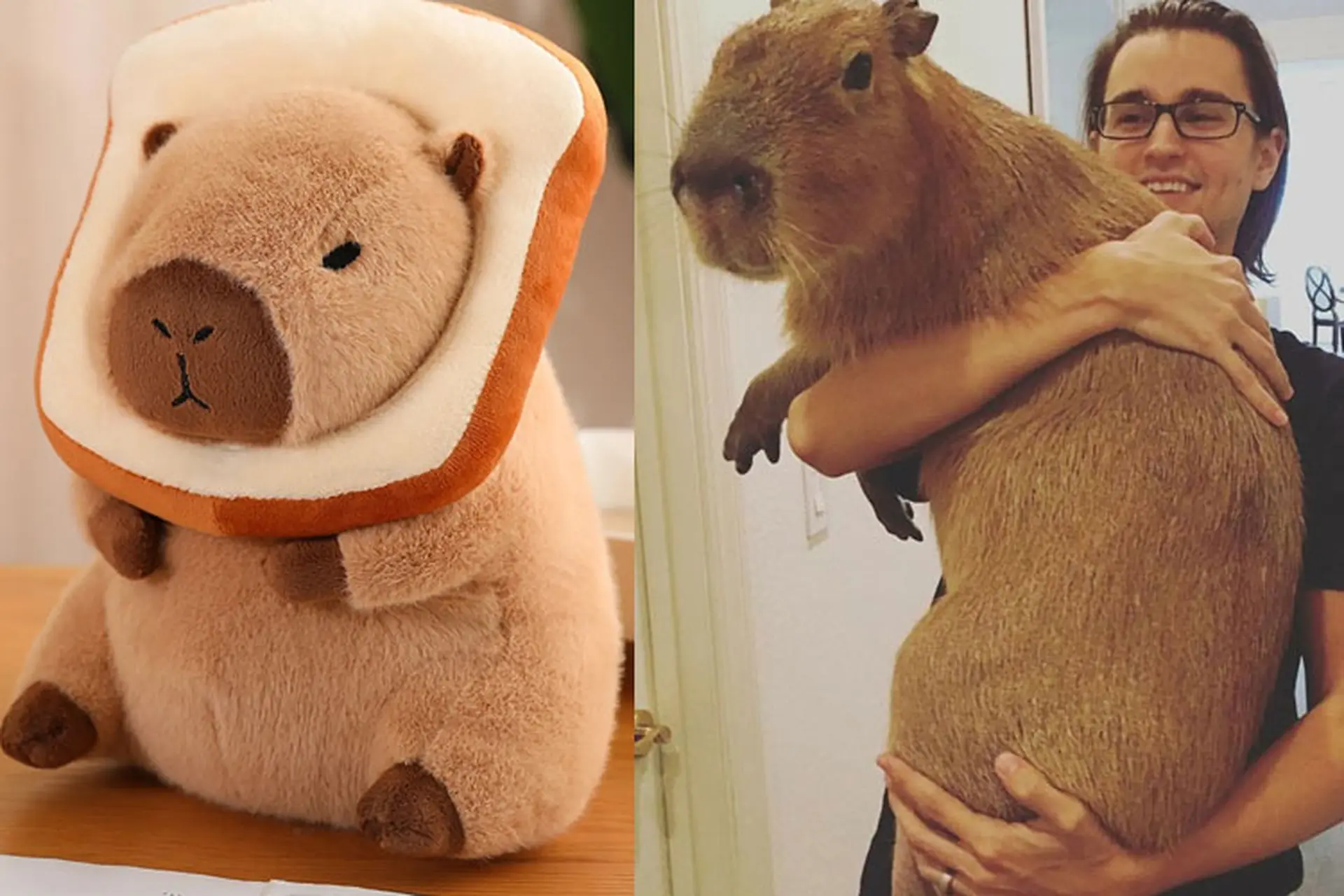 Capybara là gì? Tại sao Capybara lại được giới trẻ yêu thích?