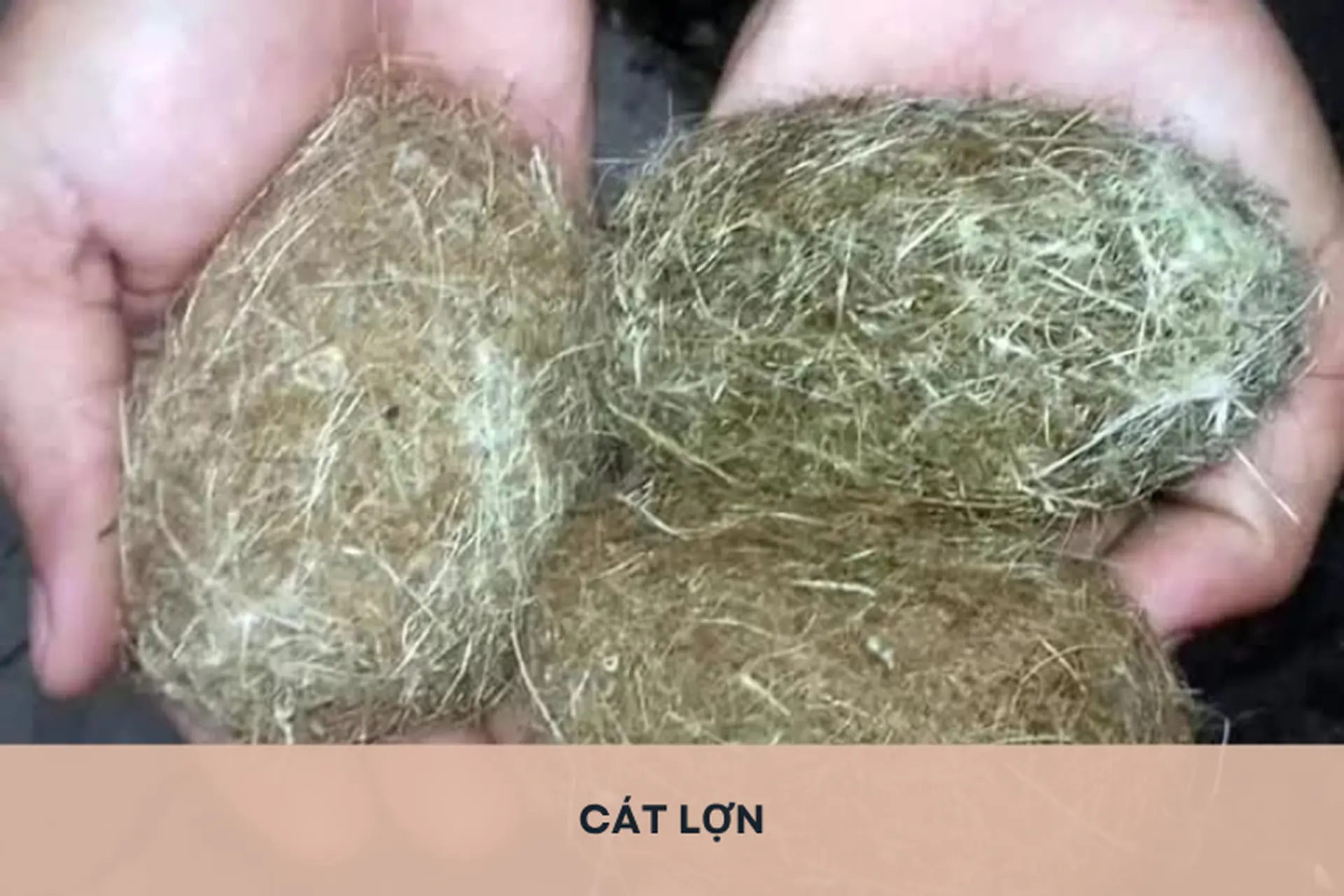 Cát lợn: Liệu cát lợn có thực sự tốt cho sức khỏe như lời đồn?