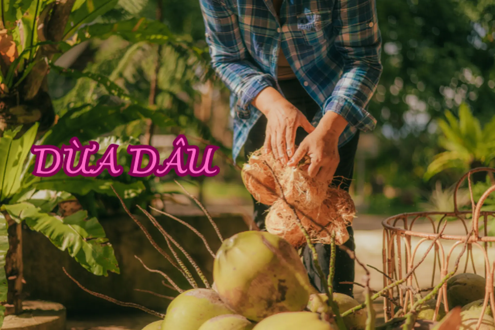 Dừa dâu là gì? Trồng ở đâu? Bí quyết chọn mua dừa dâu ngon nhất