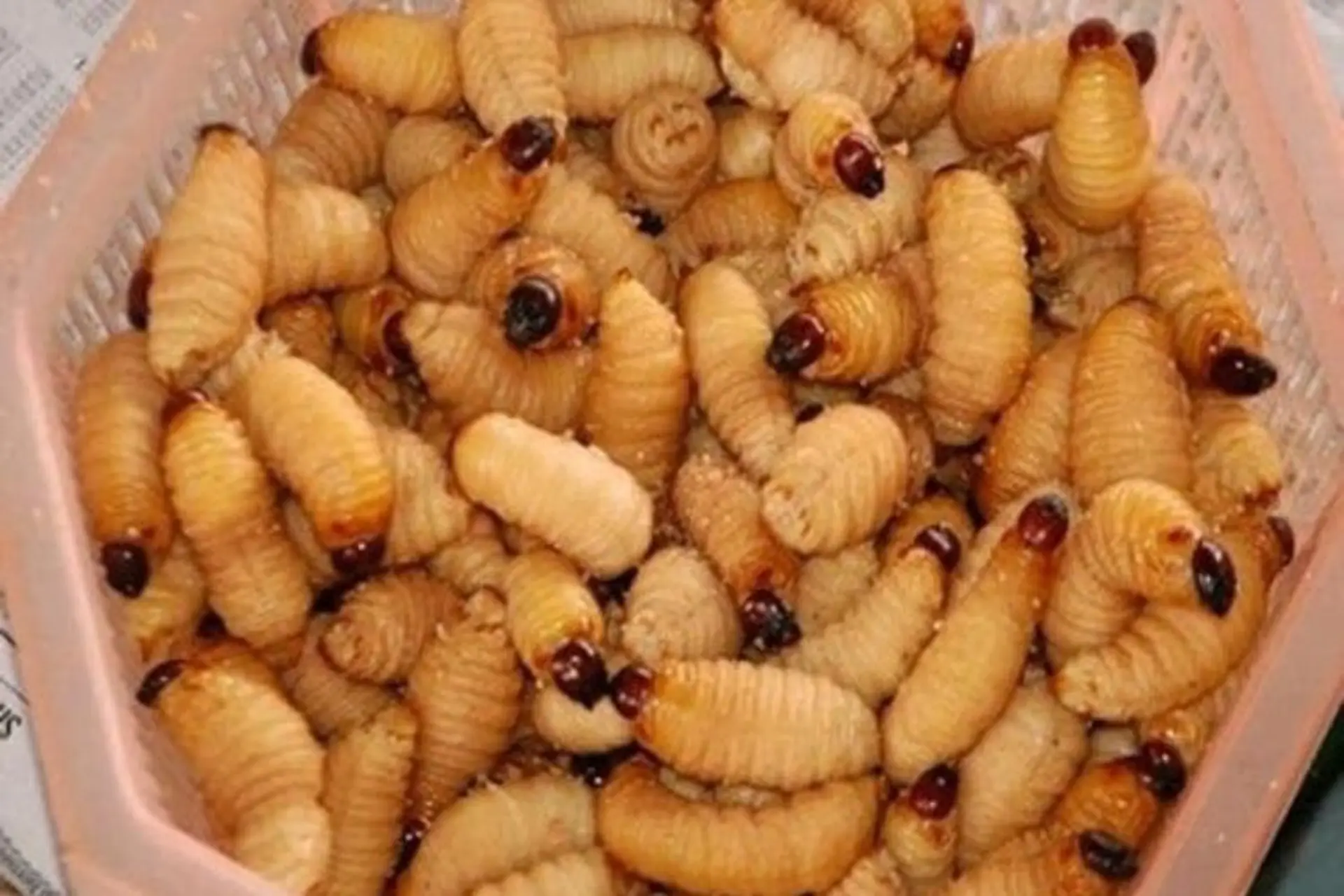 Đuông dừa: Giá trị dinh dưỡng và cách chế biến các món ăn