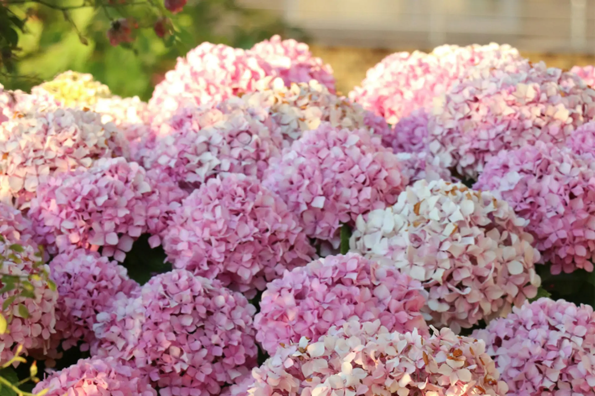 Tuyển chọn 50+ hình ảnh hoa cẩm tú cầu đẹp lung linh, lãng mạn