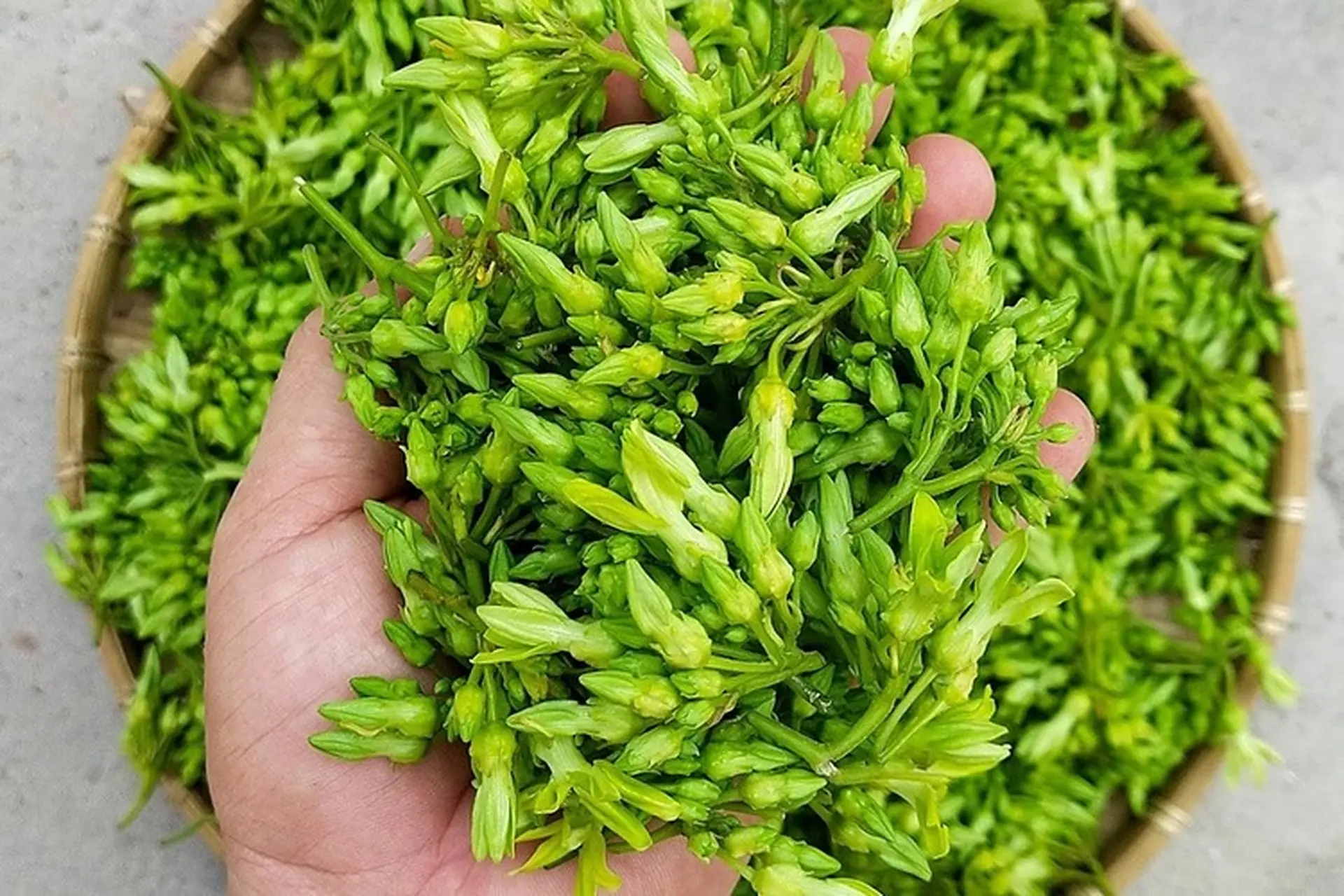 Tìm hiểu hoa thiên lý: Mộc mạc trong vườn, thanh khiết trong lòng người Việt