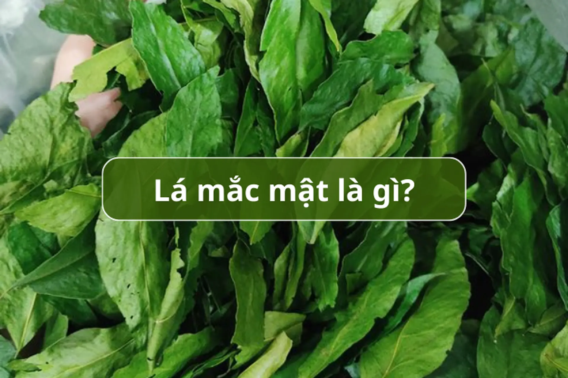 Lá mắc mật là gì? Công dụng và các món ăn kết hợp với lá mắc mật