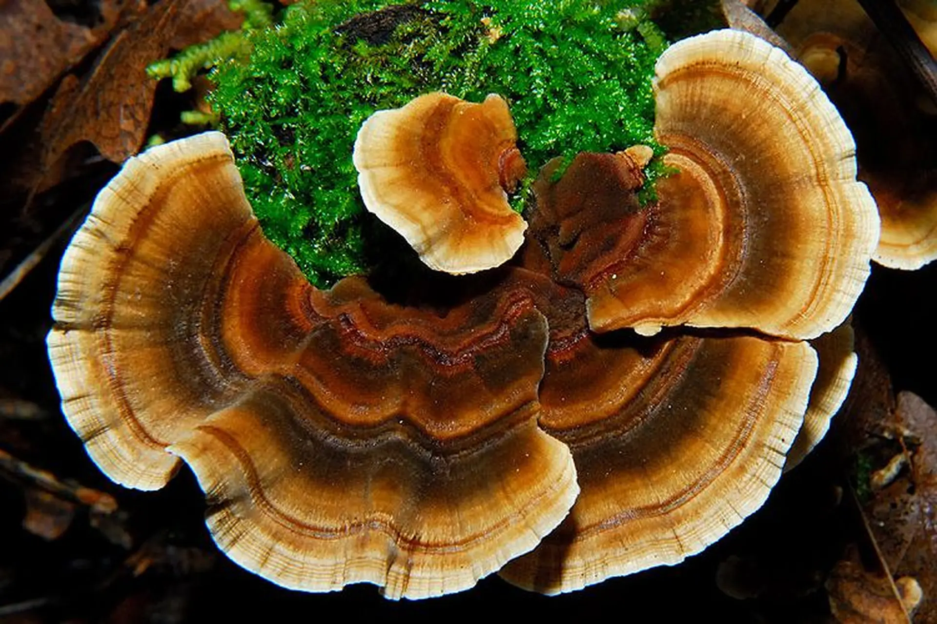 Nấm vân chi: Đặc điểm, tác dụng, cách dùng và một số điều cần lưu ý