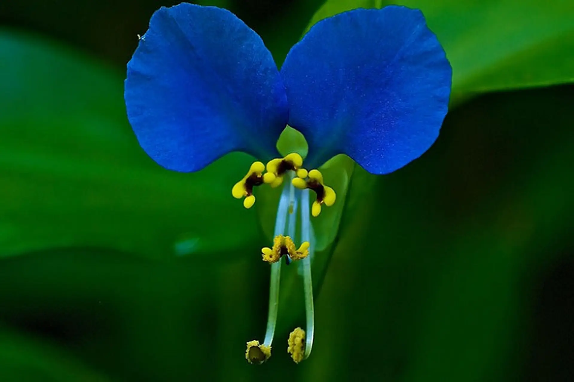 Rau trai là rau gì? Công dụng của rau trai và các cách chế biến