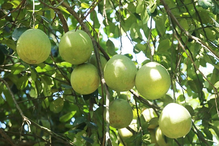 Quả thanh trà là gì? Ăn như thế nào và làm ra được những món gì?