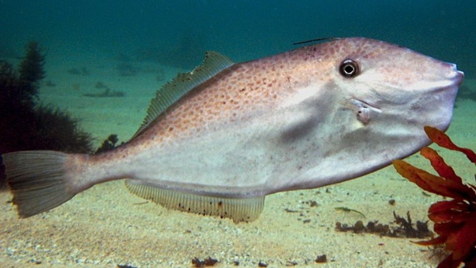 Cá da bò là cá gì? Tổng hợp các món ngon làm từ cá da bò