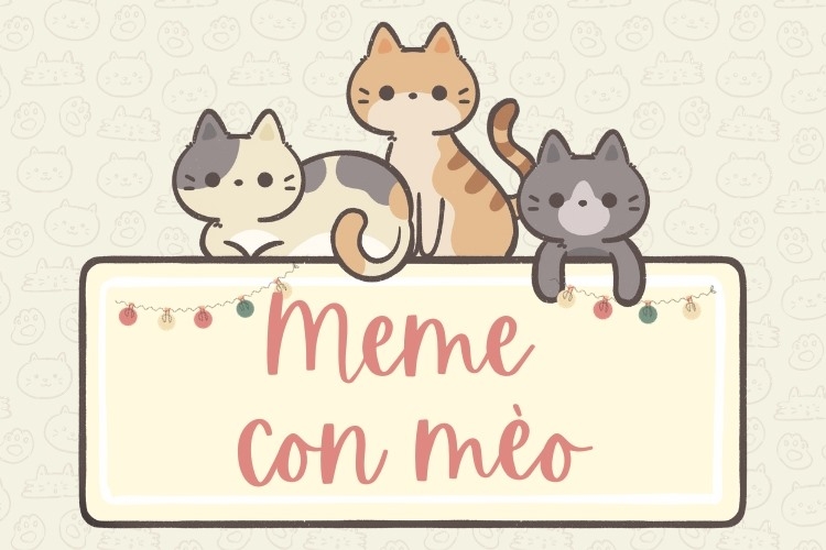 Tổng hợp 1001+ Meme Mèo dễ thương nhất, các Sen lưu ngay cho trẫm