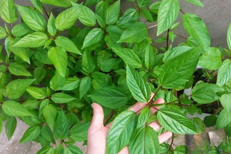 Cách nhặt rau đay đơn giản ai cũng có thể làm được