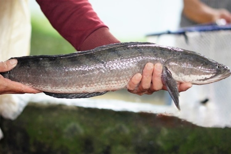 Cá lóc đồng là cá gì? Một số cách khử mùi tanh cá lóc đồng