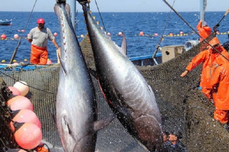 Cá bò gù là cá gì? Bỏ túi ngay một số thông tin về cá bò gù