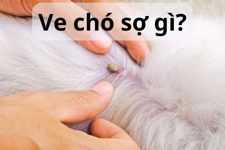 Ve chó sợ gì? Mách bạn những cách trị ve chó hiệu quả và an toàn