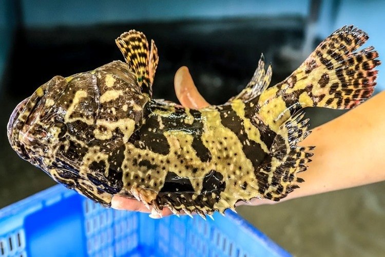 Cá bống mú là gì? Các món ngon chế biến từ cá bống mú