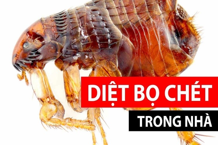 Cách diệt bọ chét trong nhà đơn giản mà hiệu quả đến bất ngờ