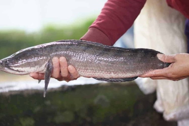 Cá lóc Việt Nam khác gì cá lóc Trung Quốc? Gợi ý món ăn từ cá lóc