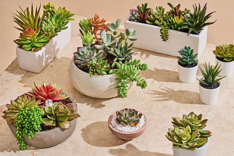 Ý nghĩa sen đá trong phong thủy mà không phải ai cũng biết