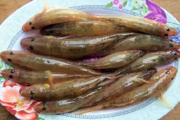 Đặc điểm cá bống, giá trị dinh dưỡng và các món ăn ngon phổ biến