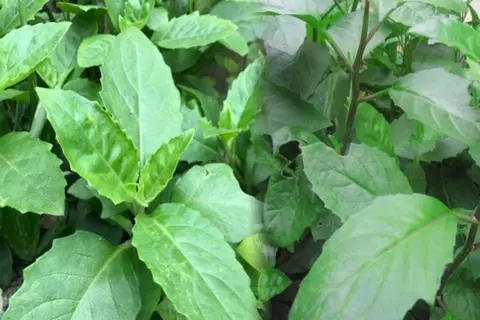 Rau bầu đất: Đặc điểm, công dụng dược liệu và cách trồng, chăm sóc hiệu quả