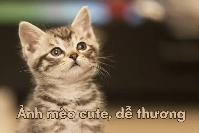Kho ảnh mèo cute, dễ thương, hài hước để làm avatar hay hình nền