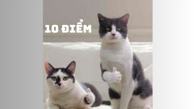 Mọi điều về “10 điểm meme” và tổng hợp meme 10 điểm hài hước