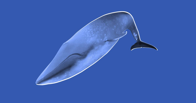 52Hz là gì? Giải mã về chú cá voi 52 hertz cô đơn nhất đại dương