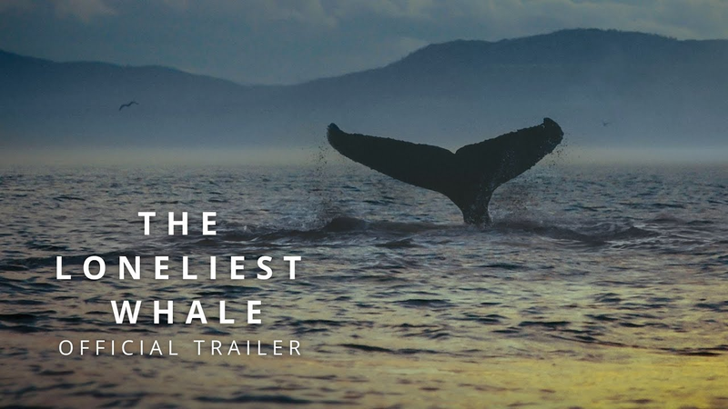 52Hz là gì? Giải mã về chú cá voi 52 hertz cô đơn nhất đại dương