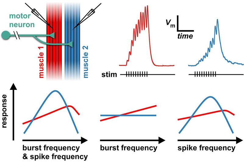 Burst Frequency là gì? Cơ chế hoạt động và ứng dụng trong oscilloscope ...