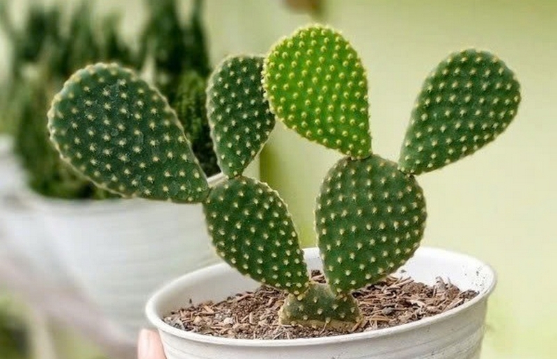 Xương rồng tai thỏ là gì? Đặc điểm ý nghĩa phong thủy và cách chăm sóc ...