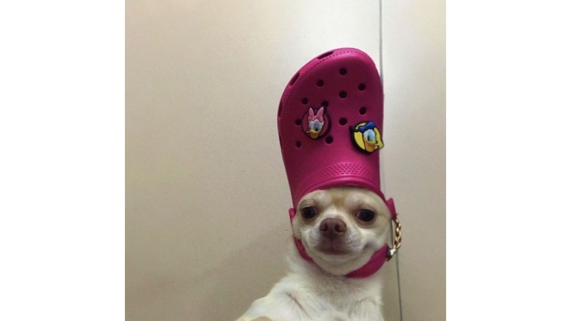 Tổng hợp avatar hài hước và ấn tượng nhất trên mạng xã hội