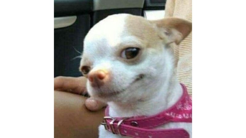 Tổng hợp avatar hài hước và ấn tượng nhất trên mạng xã hội